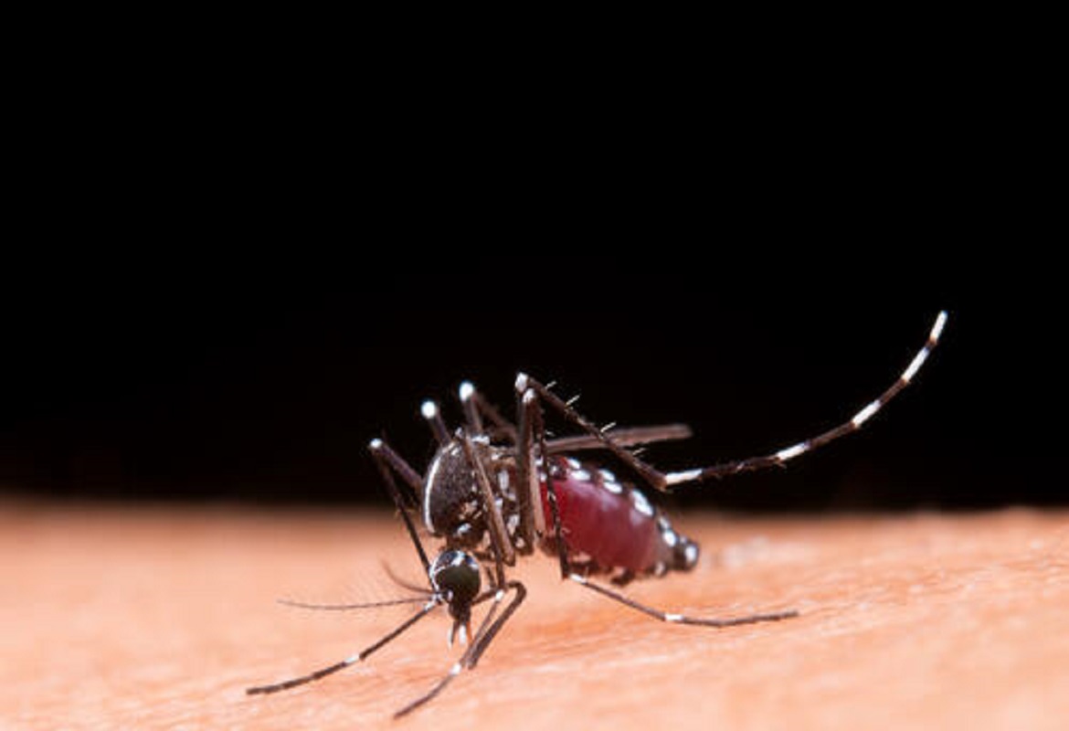 Dengue: Brasil registra 6,5 milhões de casos prováveis em 2024 | Sapicuá